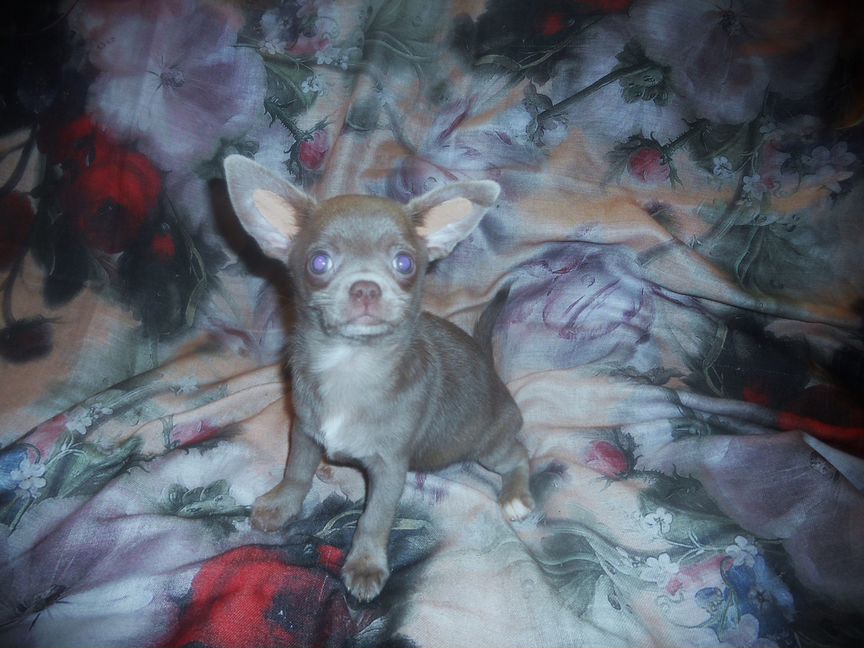 Щенки чихуахуа девочки