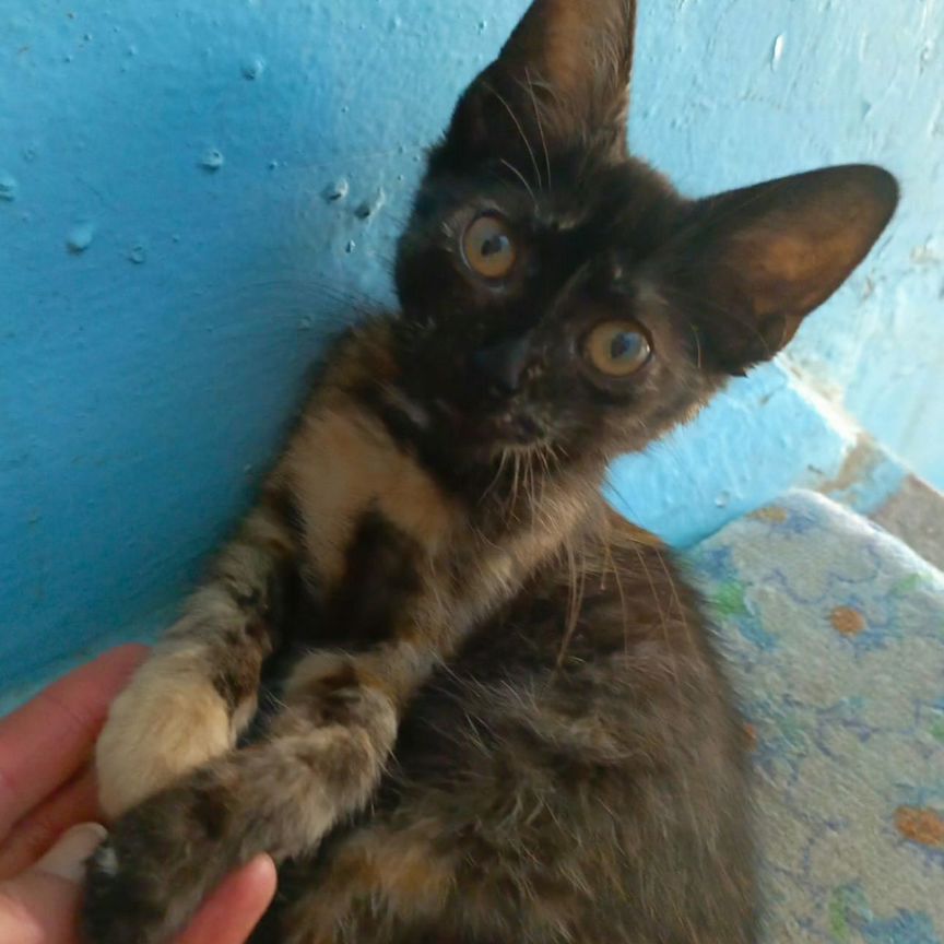 Котенок Алиса чудесная