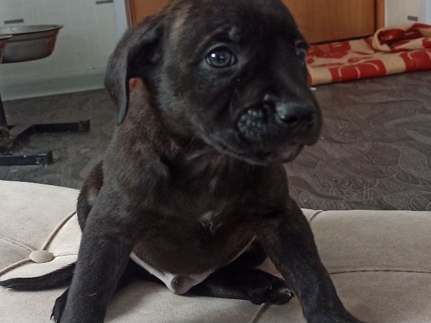 Стаффордширский терьер щенки