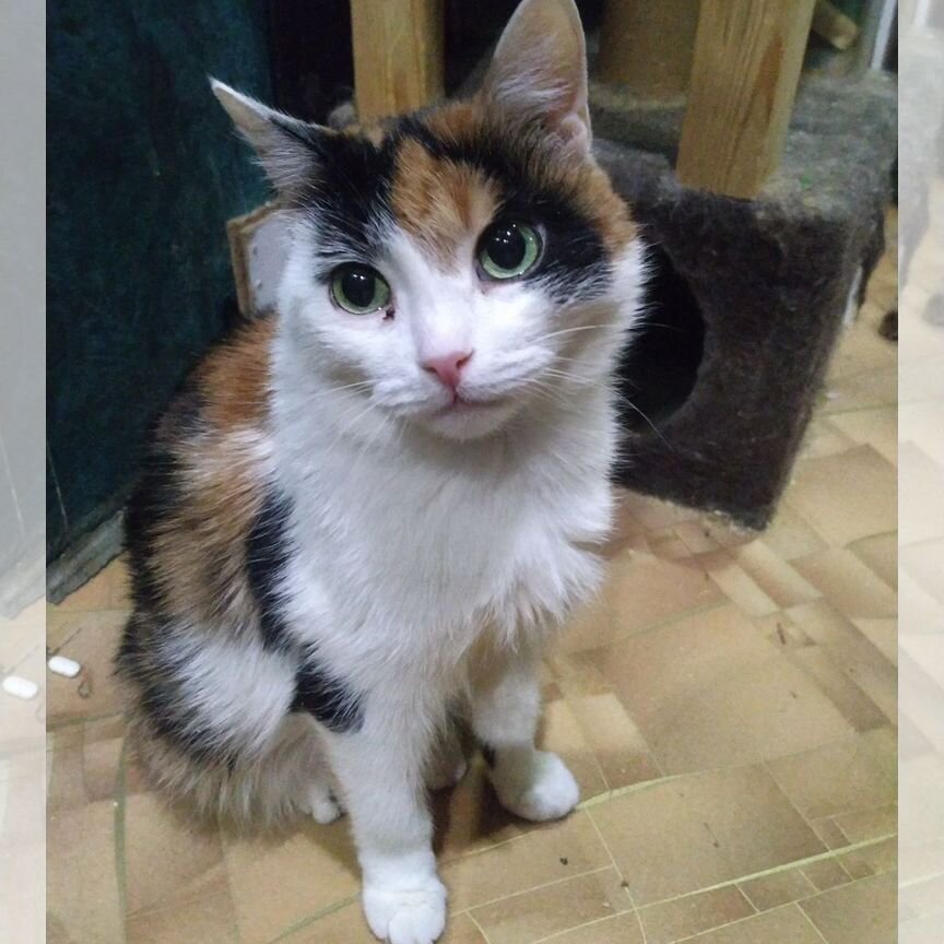 Кошечка Алиса ищет дом