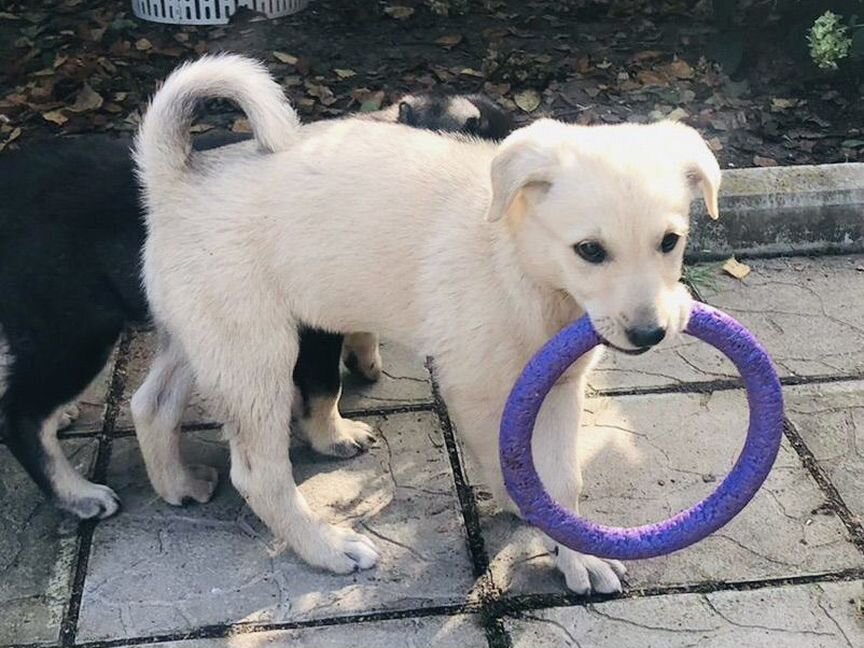 Щенки девочки 2 месяца будут до 15-17 кг