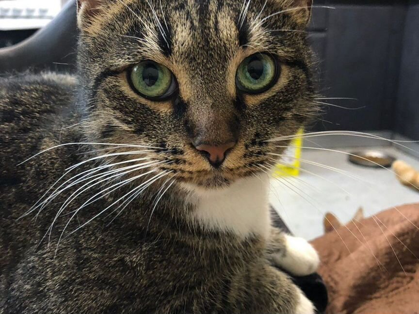 Шикарная Лизавета