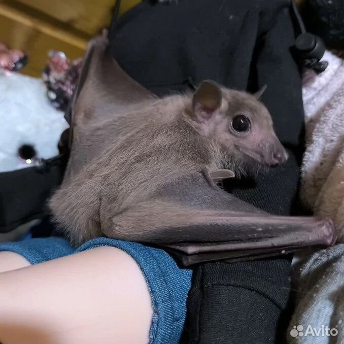 Нильский крылан мальчишка