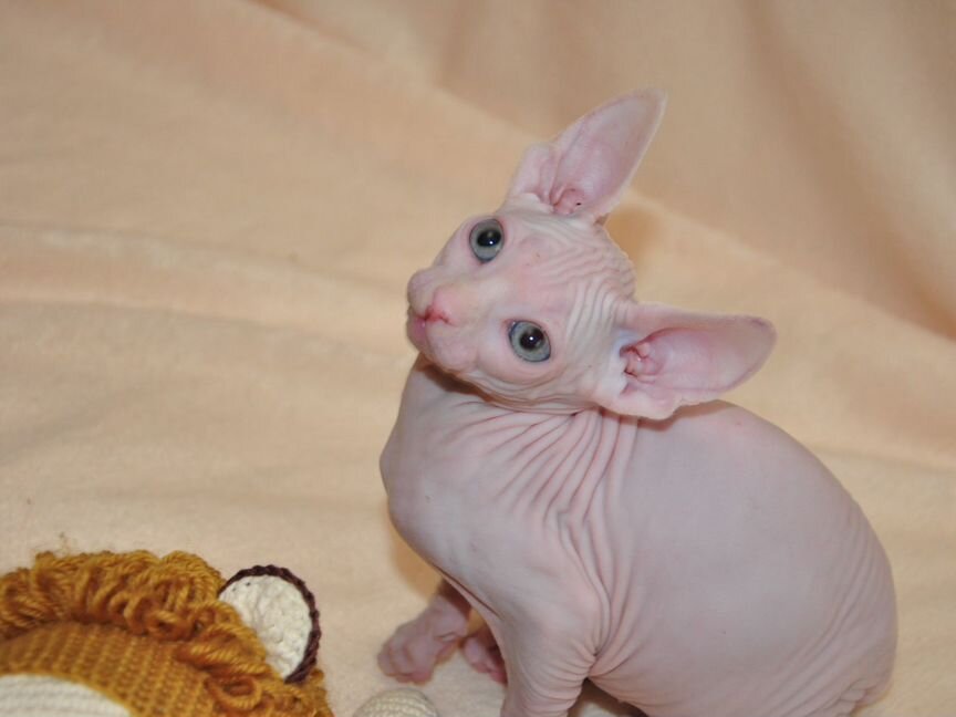 Котята сфинкс