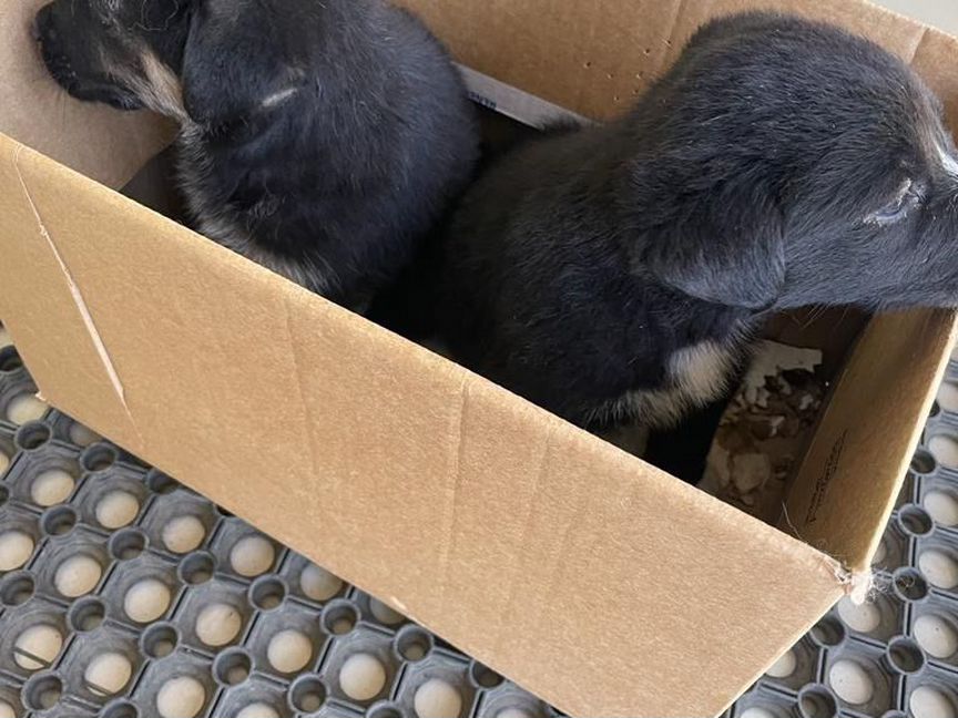 Малышек выбросили на трассу