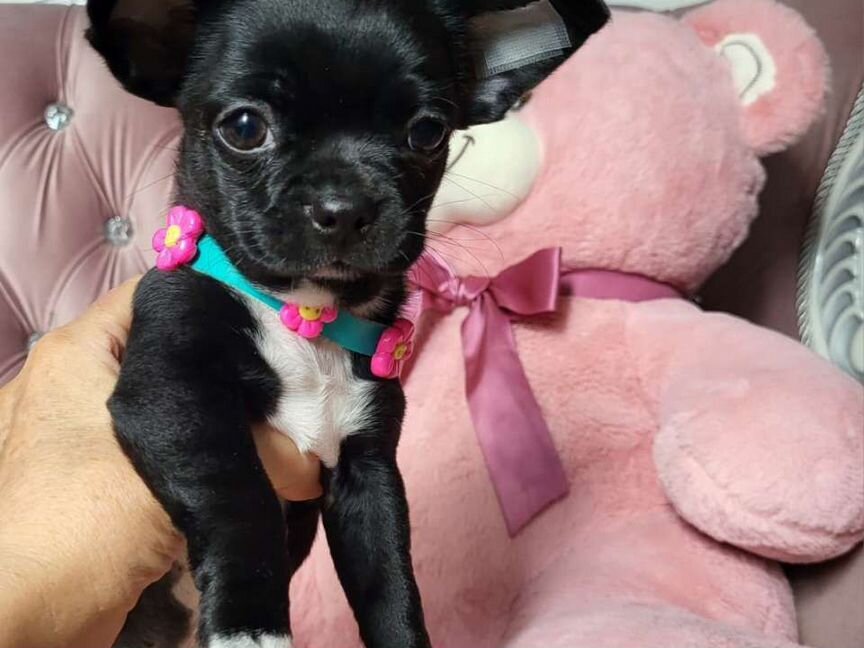 Черный бархат мальчик