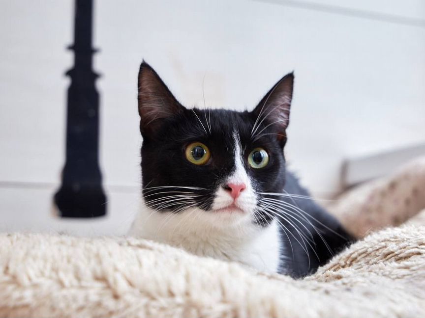 Кошка аристократка в дар ищет дом бесплатно