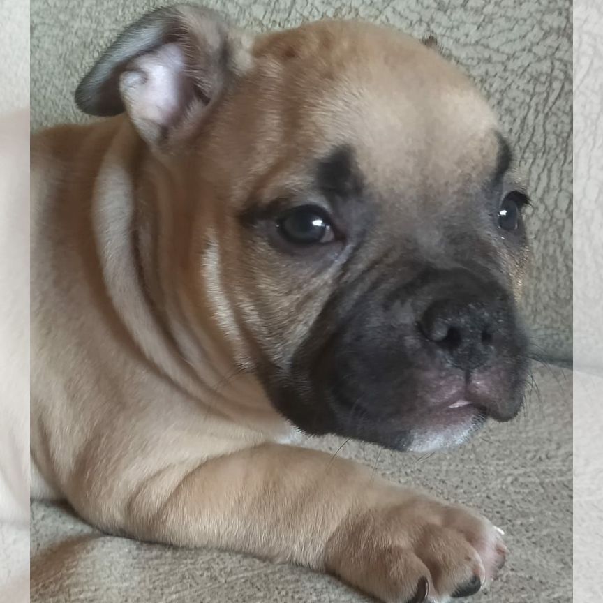 Американский булли покет экзот