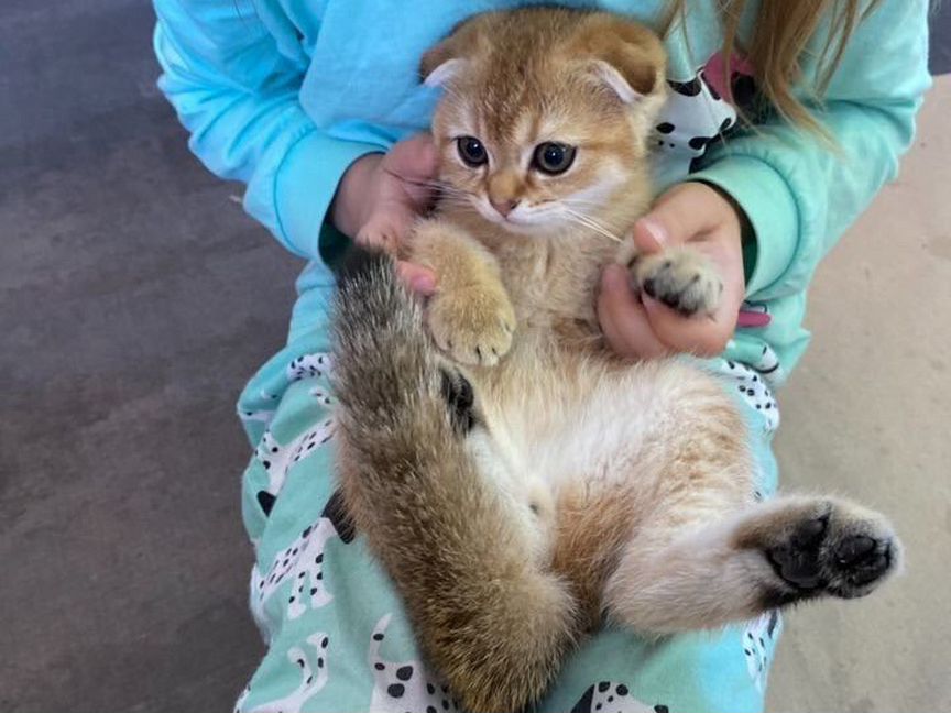 Котята шотландские золотые
