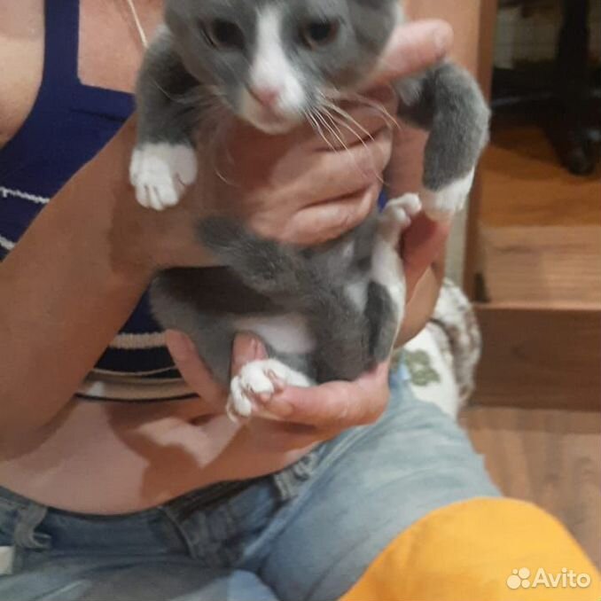 Котята в добрые руки даром