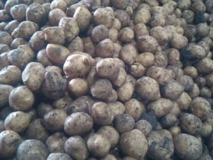 Продам картофель на корм скоту