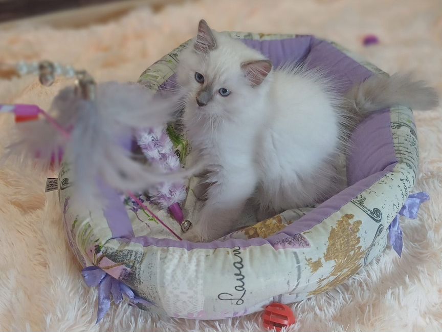 Котята рэгдолл санкт-петербург