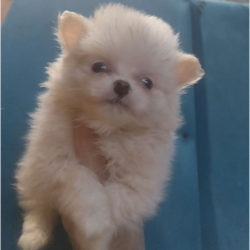 Щенок от частного владельца