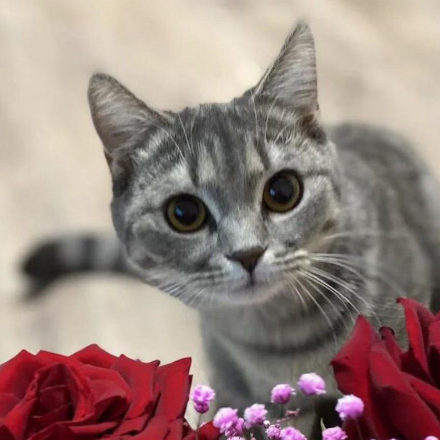 Кошка Скоттиш-страйт