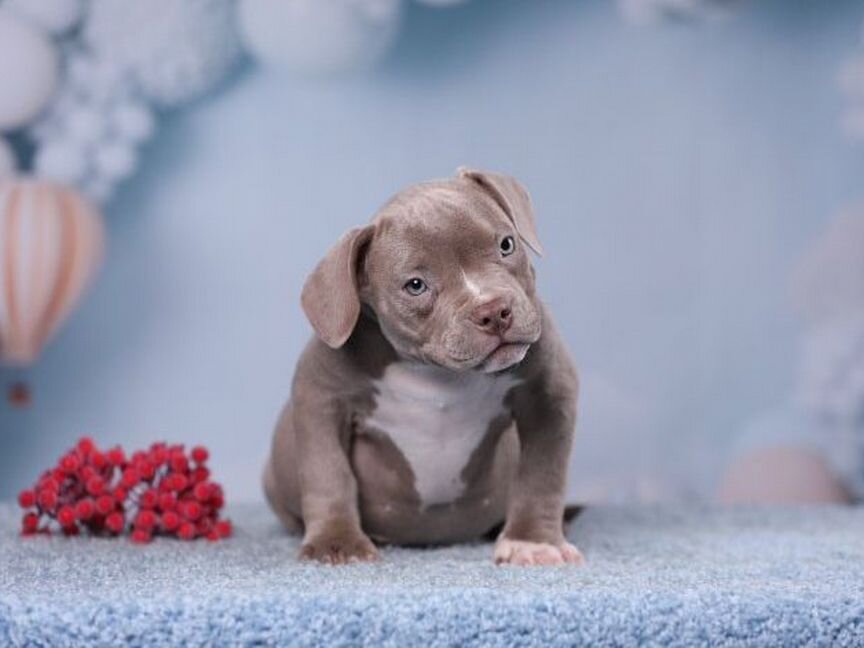 Щенки американского булли покет