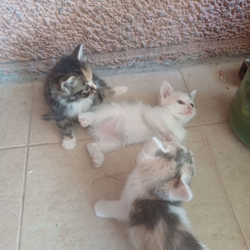 Отдам котят в добрые руки