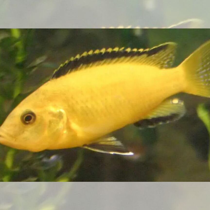 Лабидохромис Еллоу, цихлида