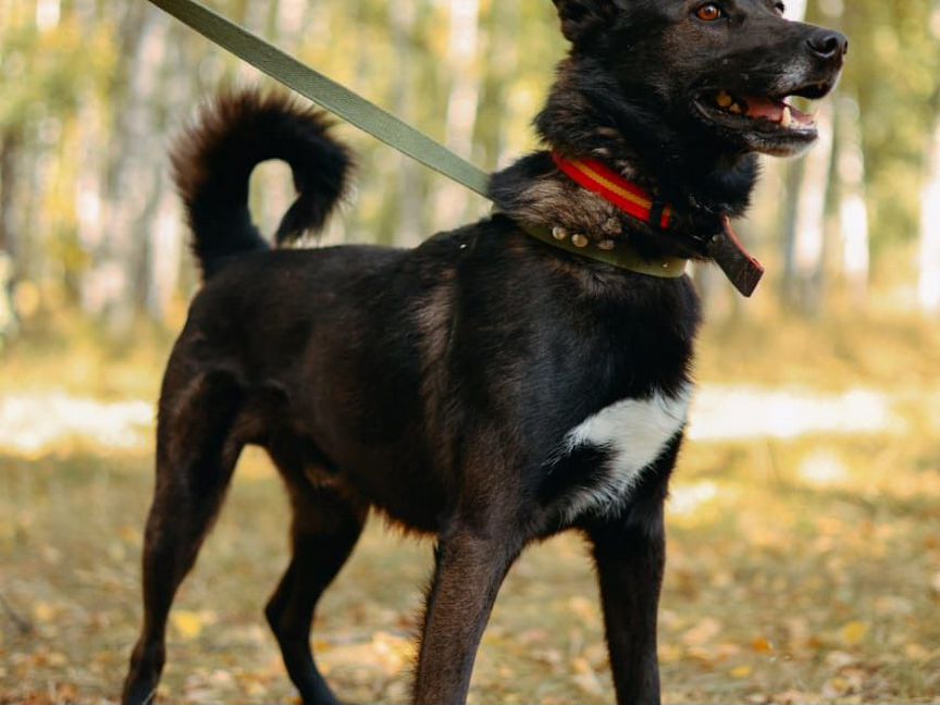 Пиджей очень ласковый