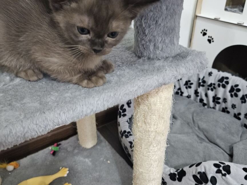 Домашние животные котята