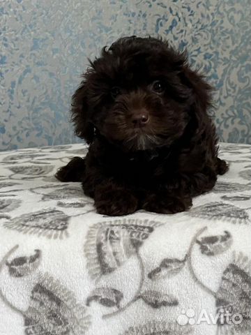 Мальтипу шоколадного окраса девочка