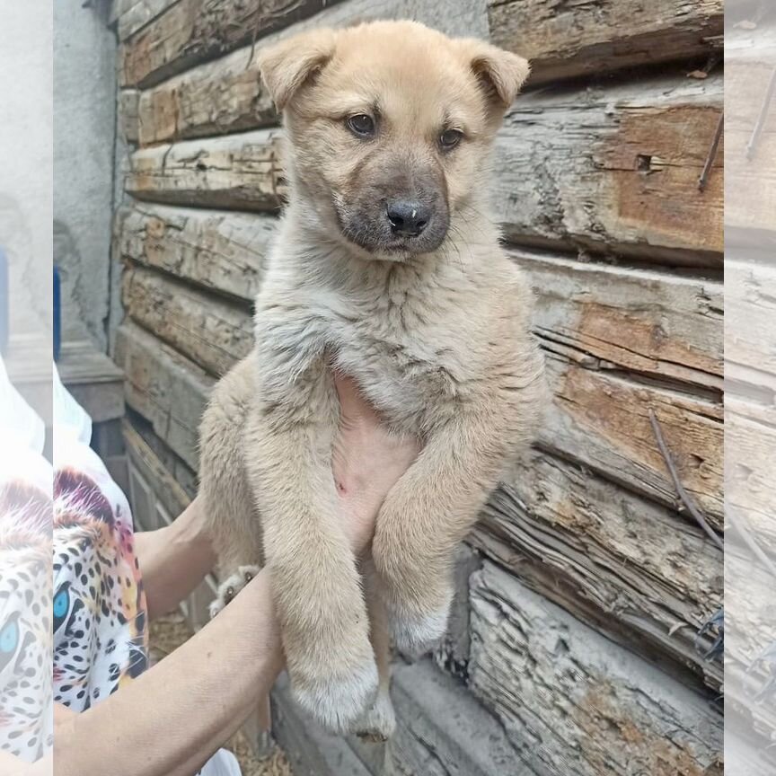 Щенки, мальчики и девочки, в добрые руки