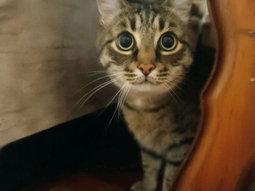 Котик в добрые руки