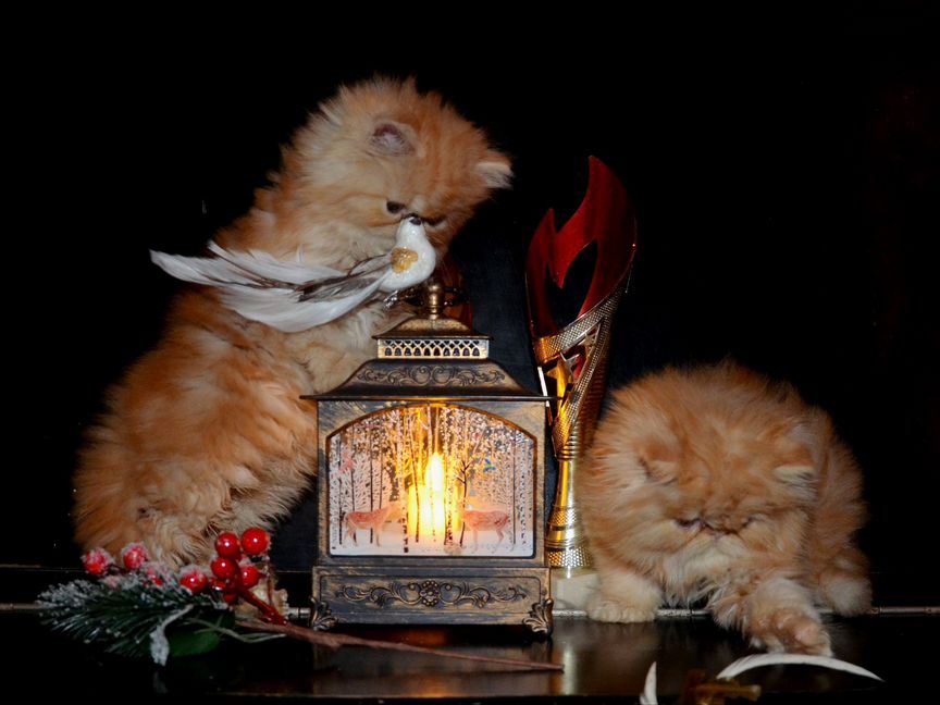 Персидские подарочки под елочку