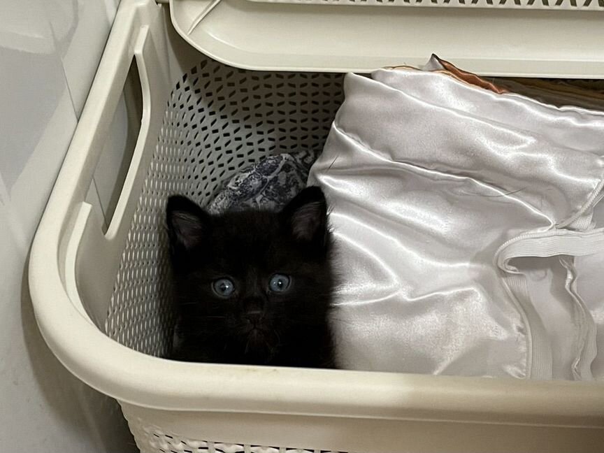 Котёнок в добрые руки