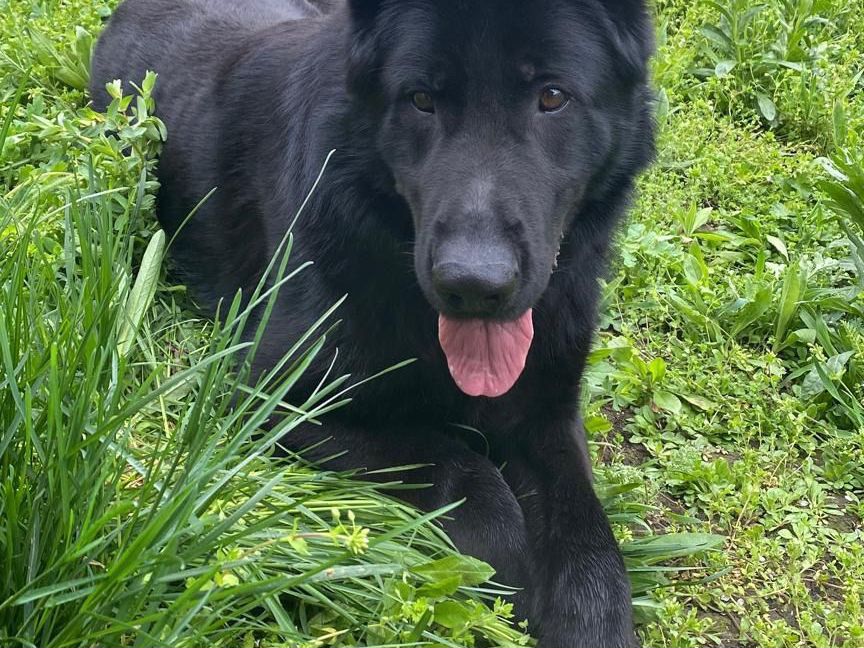 Ищем даму сердца на одну ночь