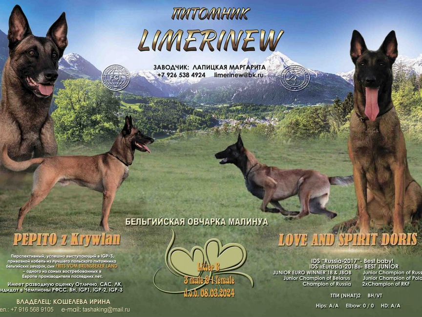 Щенки бельгийской овчарки малинуа
