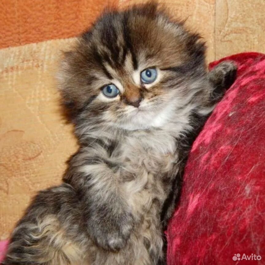 Шикарные Вислоушки) Тигровый Окрас