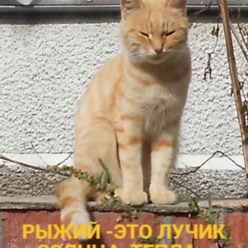 Кошка