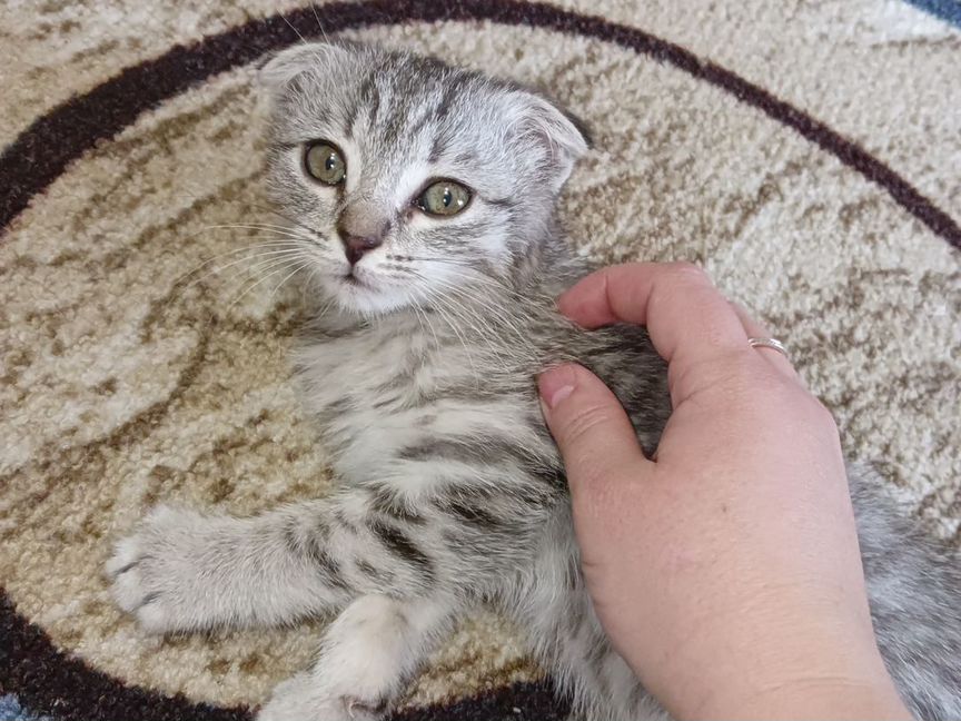 Продам Шотландскую вислоухую кошечку