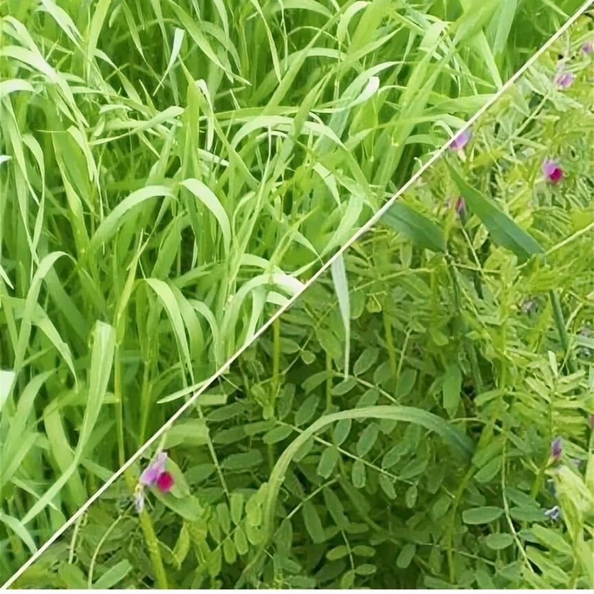 Продам Вика-Овес семена/корм