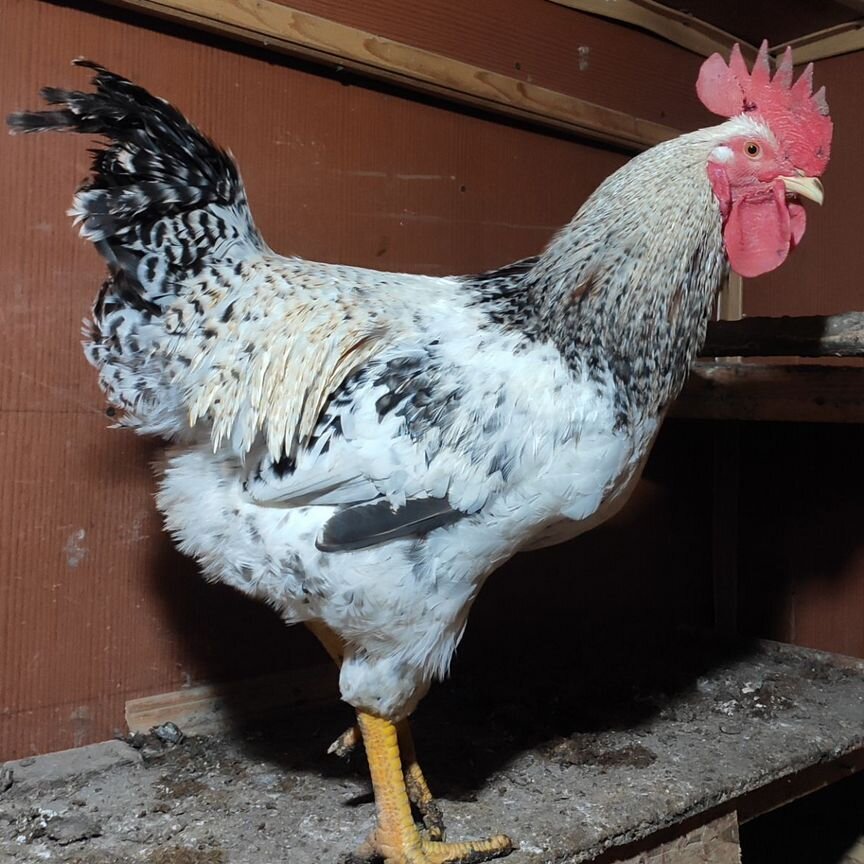 Петух, Чешский доминант