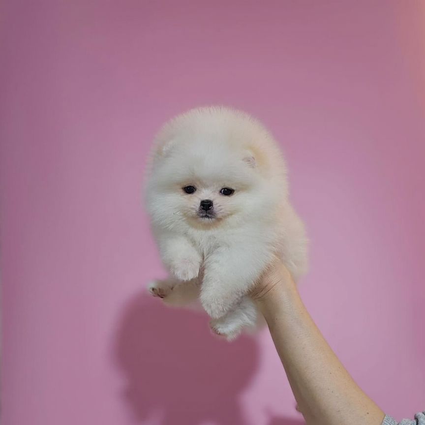 Маленькая куколка