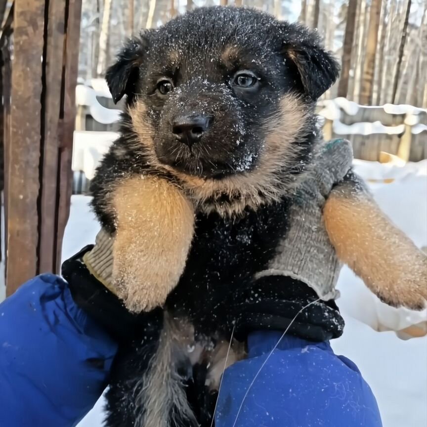Немецкая овчарка, щенок
