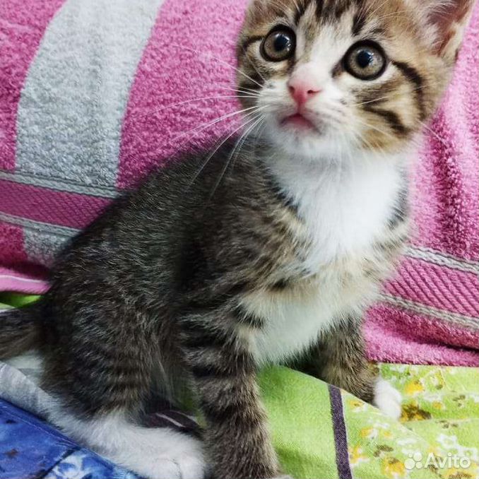Нежная котодевочка Яся ищет дом