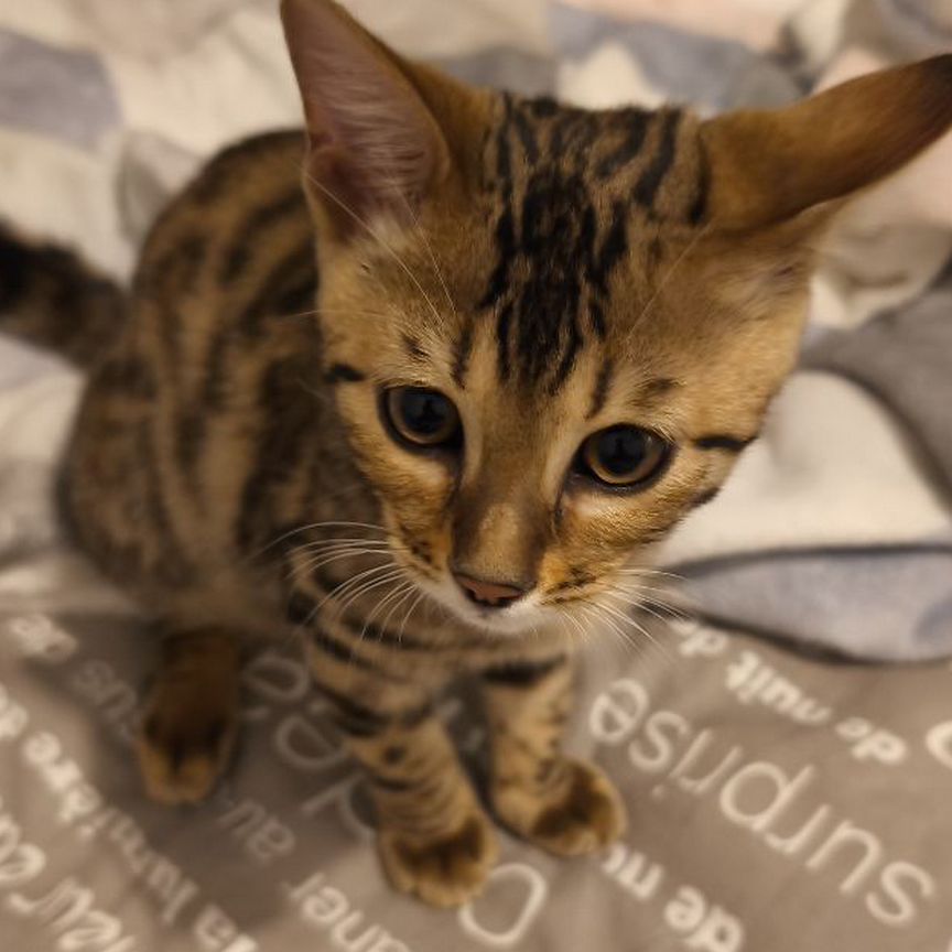 Котенок девочка, бенгальская, Бенгальская кошка