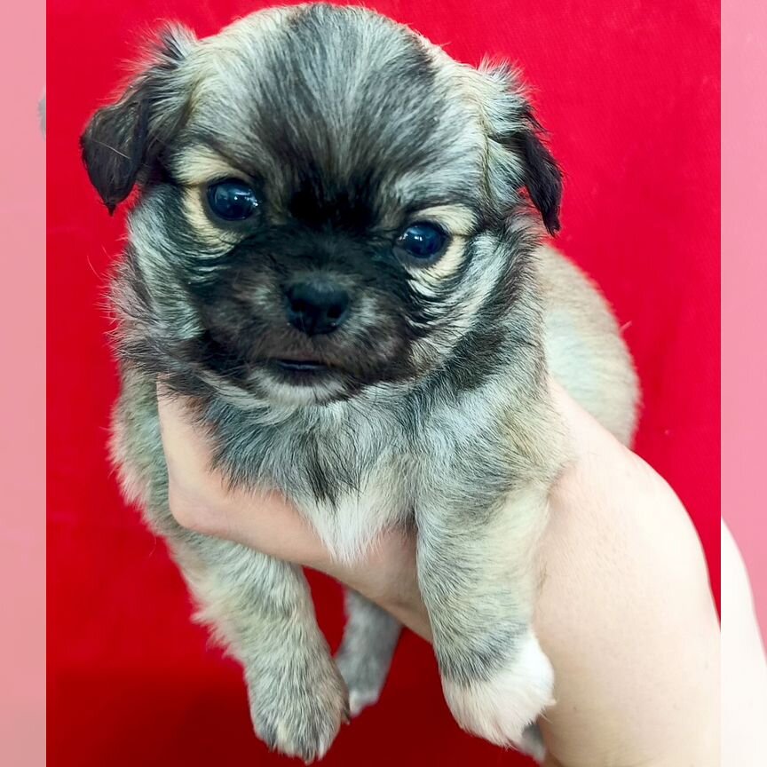 Чихуахуа, щенок