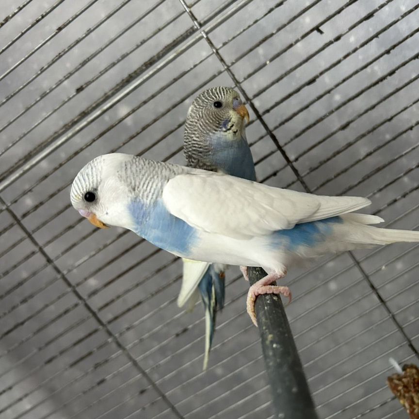 Волнистый попугай