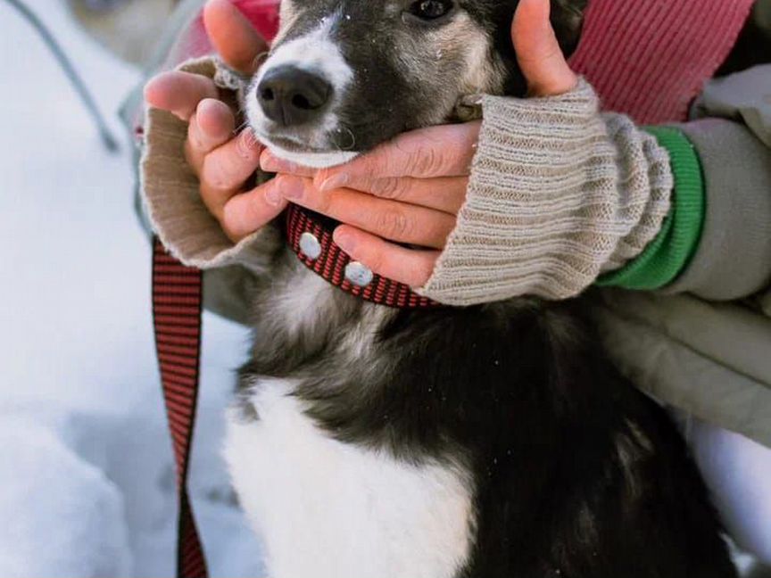 Милый мальчик ищет дом