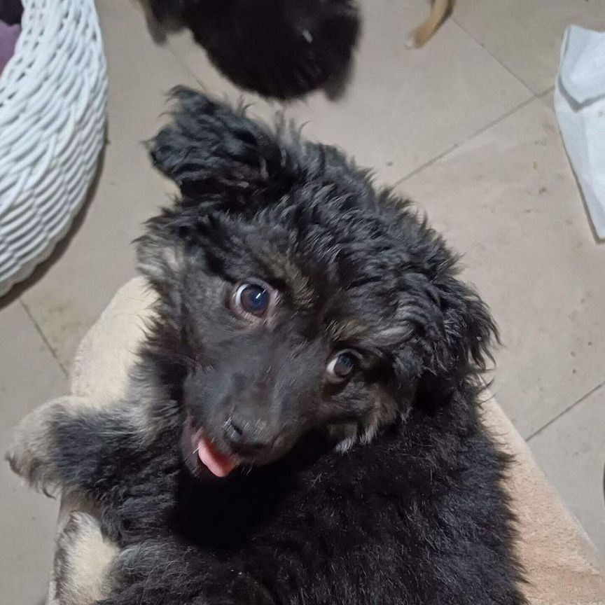 Щенок в добрые руки