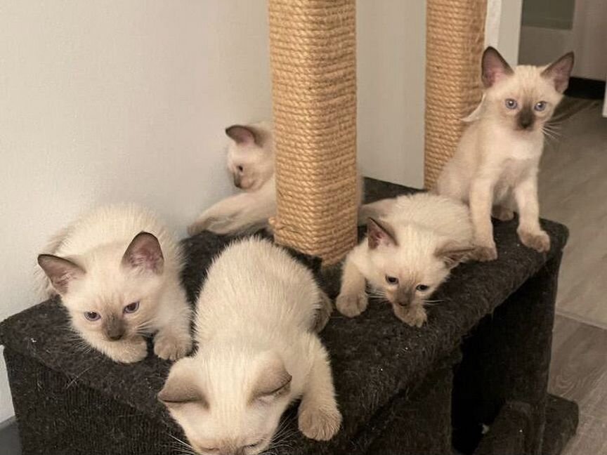 Тайские котята