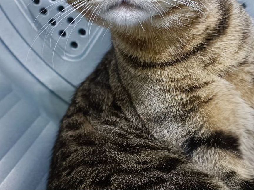 Котенок фенотип Канаани подросток в добрые руки