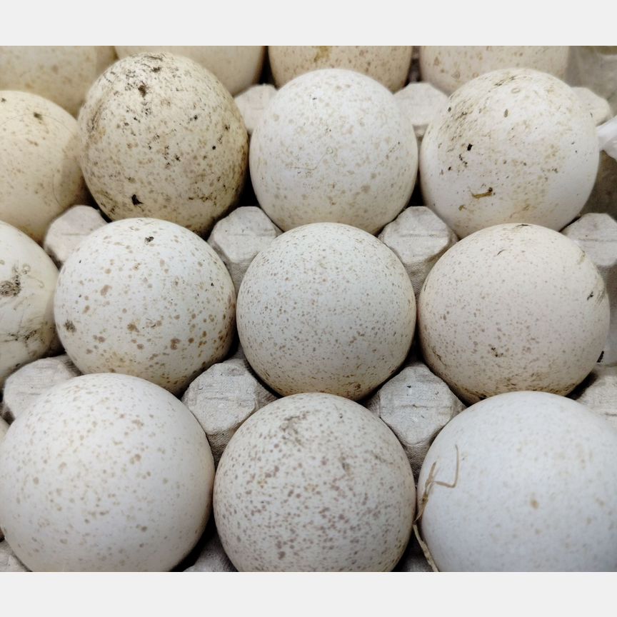 Инкубационное яйцо индейки