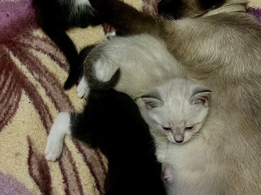 Кошки