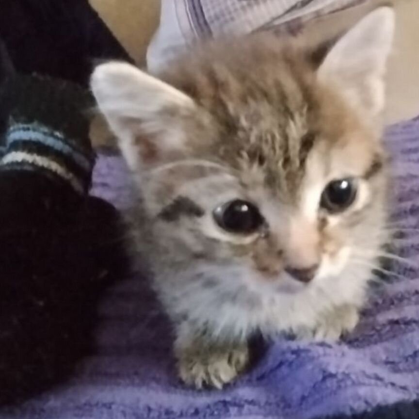 Котёнок в добрые руки