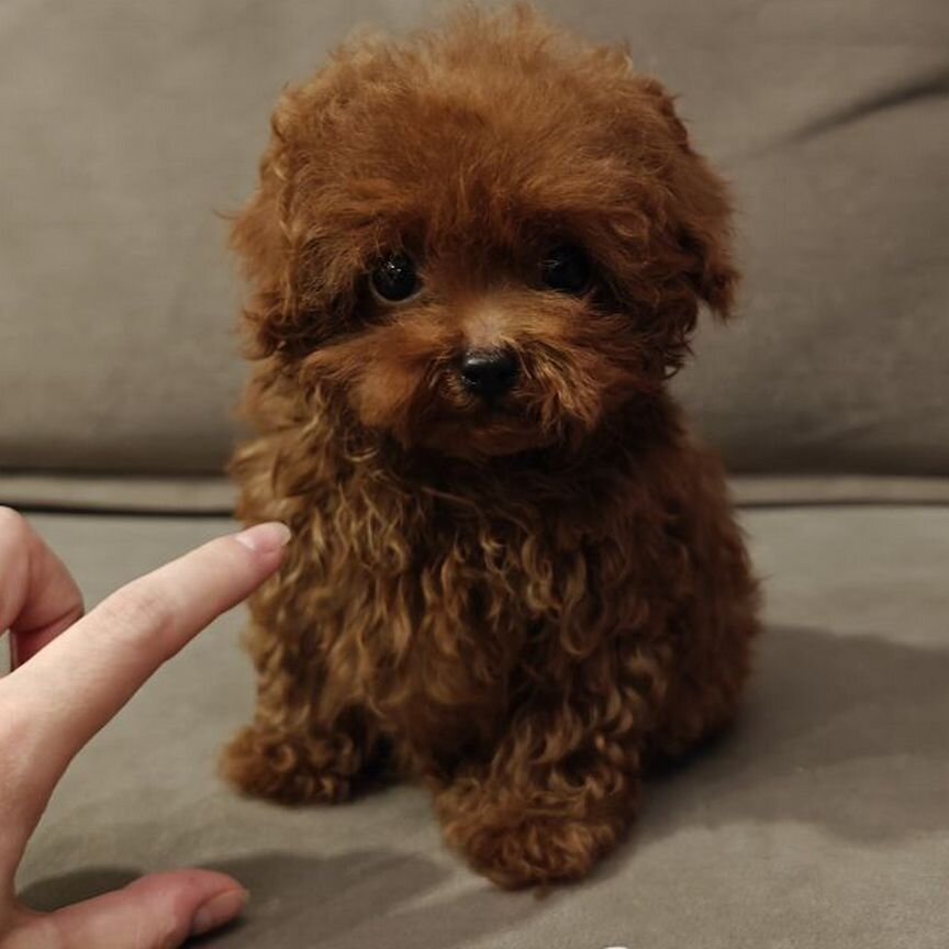 Той-пудель, щенок