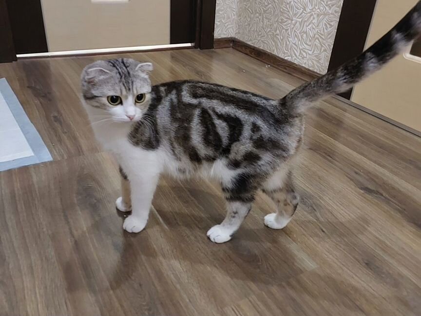 Шотландские вислоухие котята мраморные
